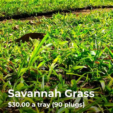 Premium Savannah Grass National Conservation Commission Facebook