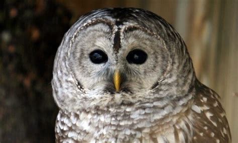 Barred Owl Eyes