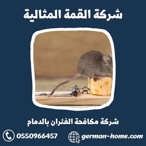 شركة مكافحة الفئران بالدمام 0550966457 ابادة القوارض والفئران
