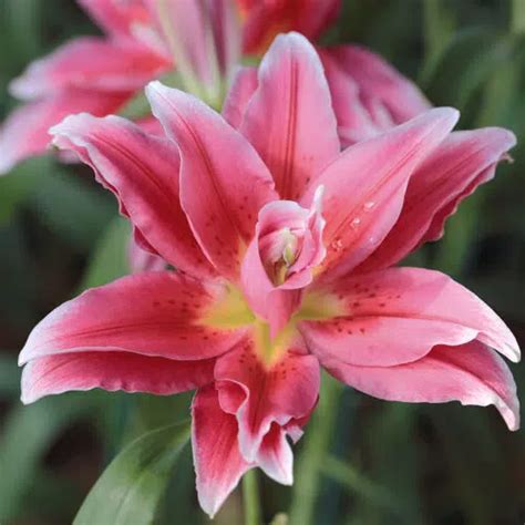 Lis Oriental Double Rose Ernest Turc