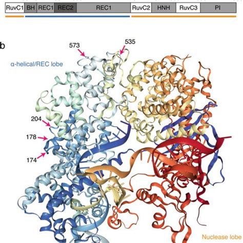 Pdf Crispr Dcas9 Switch Systems For Temporal Transcriptional Control