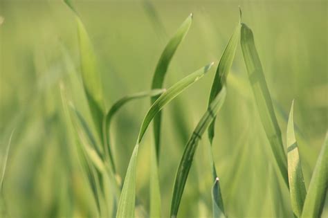 生长 植物群 叶子 Pixabay上的免费照片 Pixabay