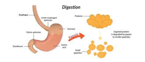 Understanding Lectin Sensitivity A Guide For Patients And Healthcare Providers