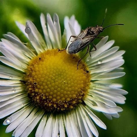 닮은애긴노린재