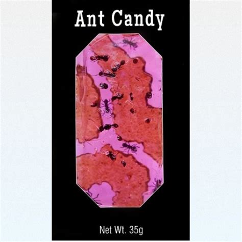 Ant Candy With Real Black Ants Hotlix