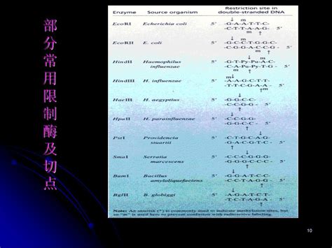 Ppt 分子生物学技术 Powerpoint Presentation Free Download Id 3615352