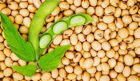 Soybeans Nutritional Powerhouse