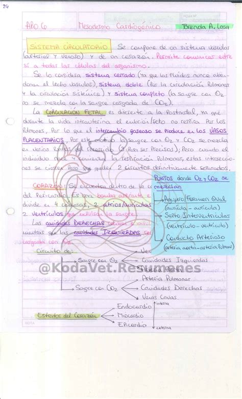 Apo 6 Mesodermo Cardiogénico Y Desarrollo Del Sistema Circulatorio