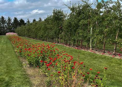 Fall Fun Apple Picking At Jonamac Orchard Drive Swim Fly