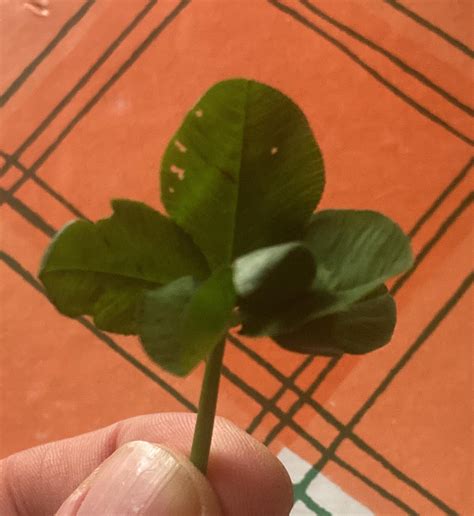 7 Leafed Clover Rfuturama