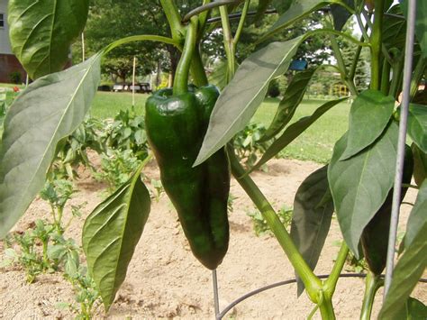 Chile Poblano Origin Properties Benefits And Uses In Mexican Cuisine