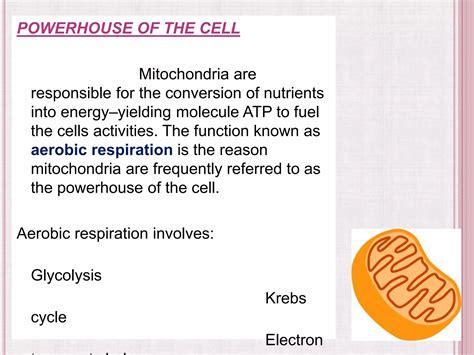 Mitochondria Ppt Pptx
