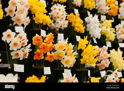 Display Of Different Varieties Of Daffodils At The Rhs Show In Cardiff