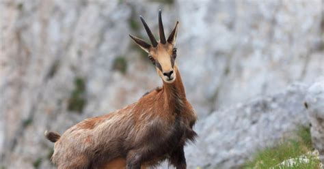 Comment Différencier Un Chamois Et Un Bouquetin En Randonnée
