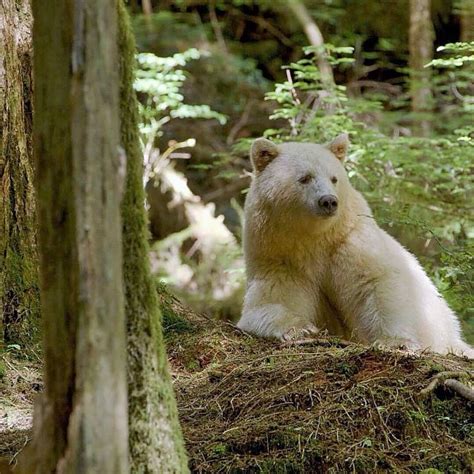 K Is For Kermode Spirit Bear Facts British Columbia Canada