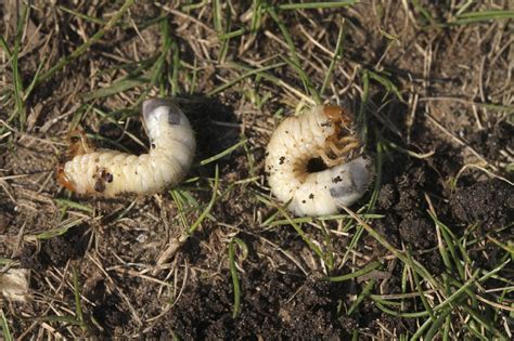 Bugs In Lawn Learn About Common Lawn Insects And Management