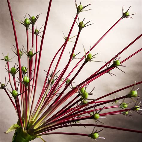 Faux Firework Allium Stem West Elm Australia