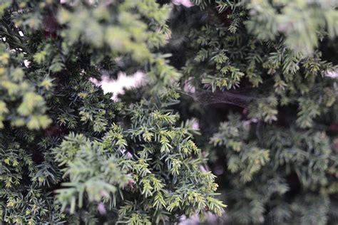 12 Fast Growing Evergreen Trees For Quick Privacy