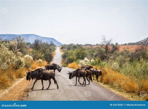 Gnu Dellantilope Immagine Stock Immagine Di Safari 33278267