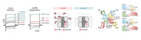 News On Nalcn Pharmacology The Pless Lab