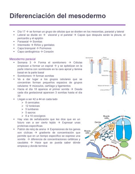 Diferenciación Del Mesodermo Del Mesodermo 17 Se Forman Un Grupo De Que Se Dividen En Los