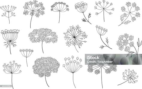벡터 꽃이 핌 흰색 절연의 종류의 집합입니다 복합 화 서 딜 또는 회 향 꽃과 나뭇잎 양식된 손으로 그린 벡터 일러스트 레이 션 0명에 대한 스톡 벡터 아트 및 기타 이미지