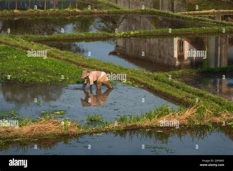 The Landscape Of The Rice Fields Rice Farmers Working In The Rice Fields In The Center Of Ubud