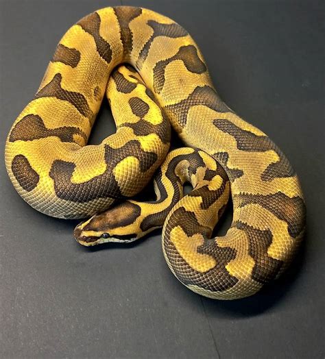 10 Python Regius Enchi Fire Leopard Im Kanton Bern Anibisch