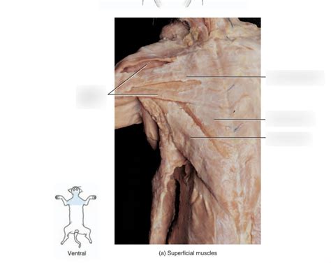 Cat Dissection Ventral Chest Diagram Quizlet