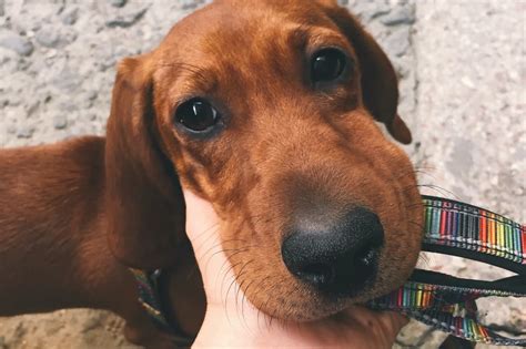 Bee Sting Dog Face