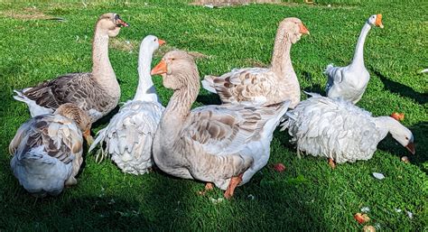 Visiting My Gaggle Of Geese The Martha Stewart Blog