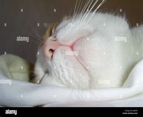 Bed Animals Pets Cats Sleep Sleeping Tired Inert Stretcher Pussycat Cat