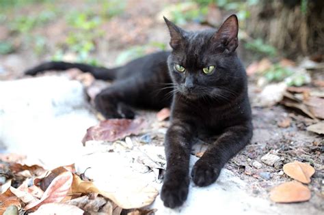 18 Black Cat Breeds With Green Eyes Youll Love With Pictures