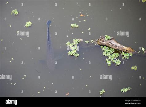 Big Fish Snakehead In A Small River In Kaziranga National Park In Assam