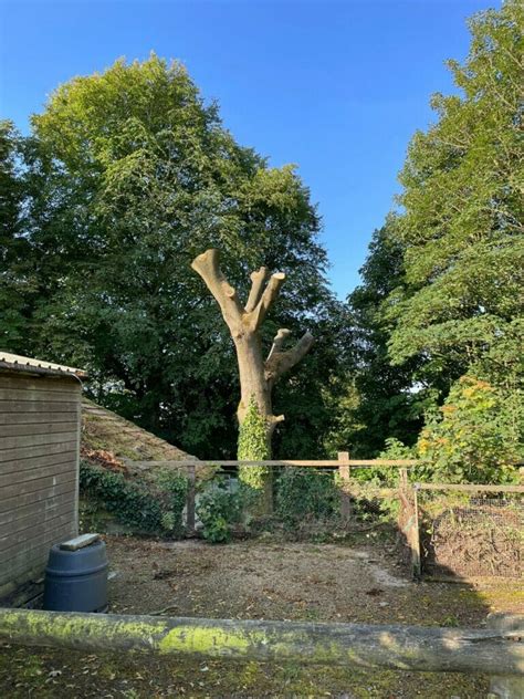 Ash Tree Pollard A Safe Solution For Tree Maintenance Tree Pro Ltd