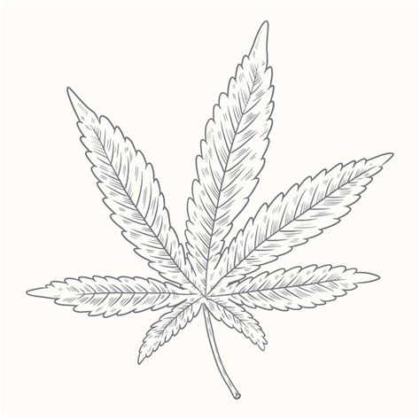 Pot Leaf Outline Drawing