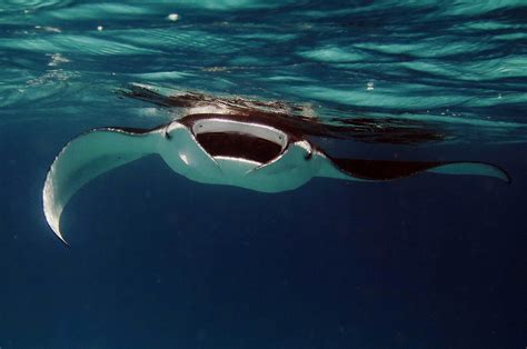 Snorkeling In Kona Tours At Lily Howchin Blog