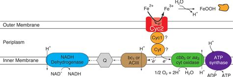 Model For Fe Ii Oxidation In The Zetaproteobacteria Modified From