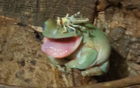 ペシっと一発！カエルが頭の上に乗ったイナゴに強烈なビンタ炸裂！！【海外・動画】 Cube ニュース