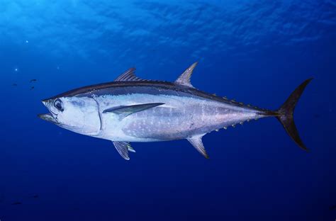 Tuna Champions Its About What We Do With What We Catch