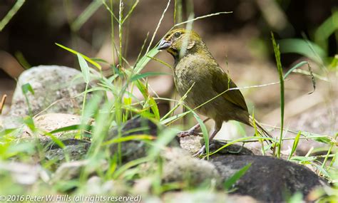 Grassquit Yellow Faced Tiaris Olivaceus Female Costa Rica World