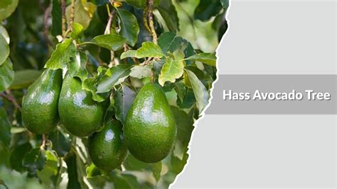 15 Different Types Of Avocado Trees Identification With Pictures