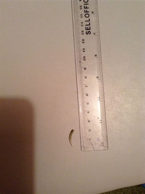 Rat Teeth By Titchthecat17 On Deviantart