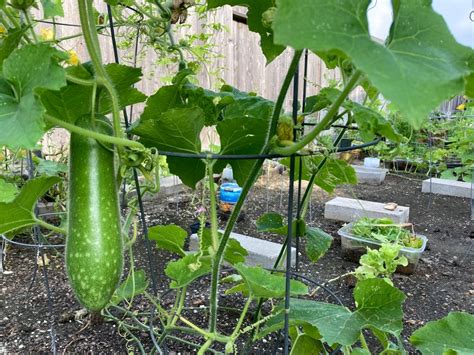 Organic Fuzzy Melon Seeds Product Of 2025 Etsy