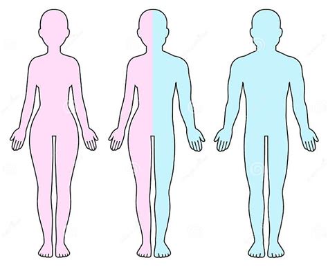 Male Female And Half Man Half Woman Body Outline Stock Vector