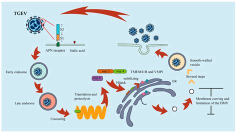 Transmissible Gastroenteritis Virus An Update Review And Perspective