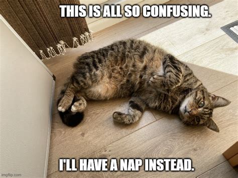 Cat Meme Template At Jacqueline Arnold Blog