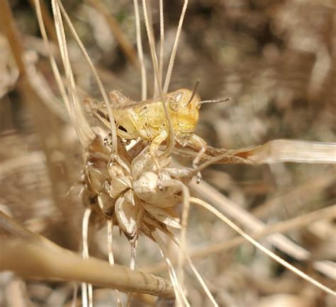 Grasshopper 4th Instar In Ready To Harvest Wheat — Plant And Pest Advisory