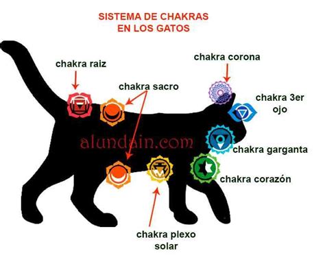 Cat Chakra Chart A Look At A Cat S Chakra System Artofit