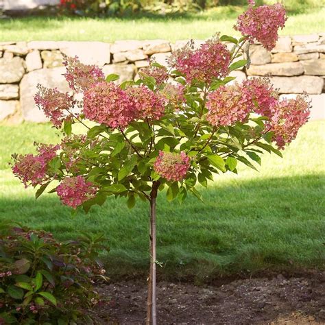 Hydrangea Paniculata Phantom Standard